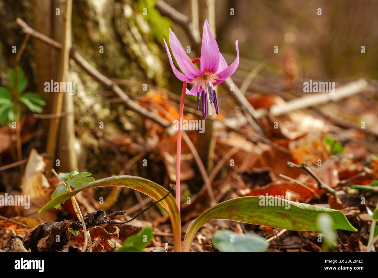 Anatomia della pianta del fiore immagini e fotografie stock ad alta ...