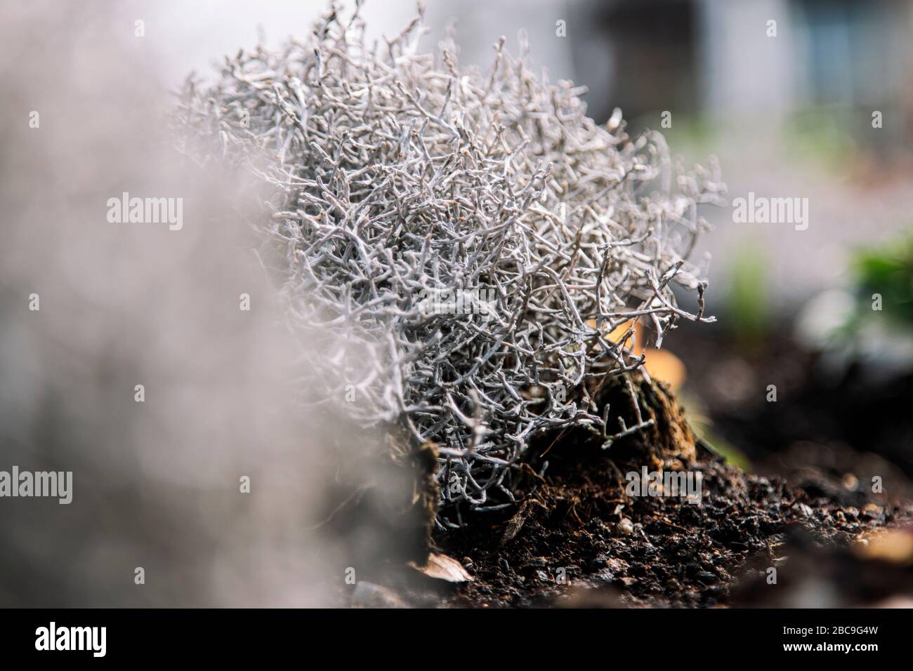 Pianta spinata immagini e fotografie stock ad alta risoluzione - Alamy
