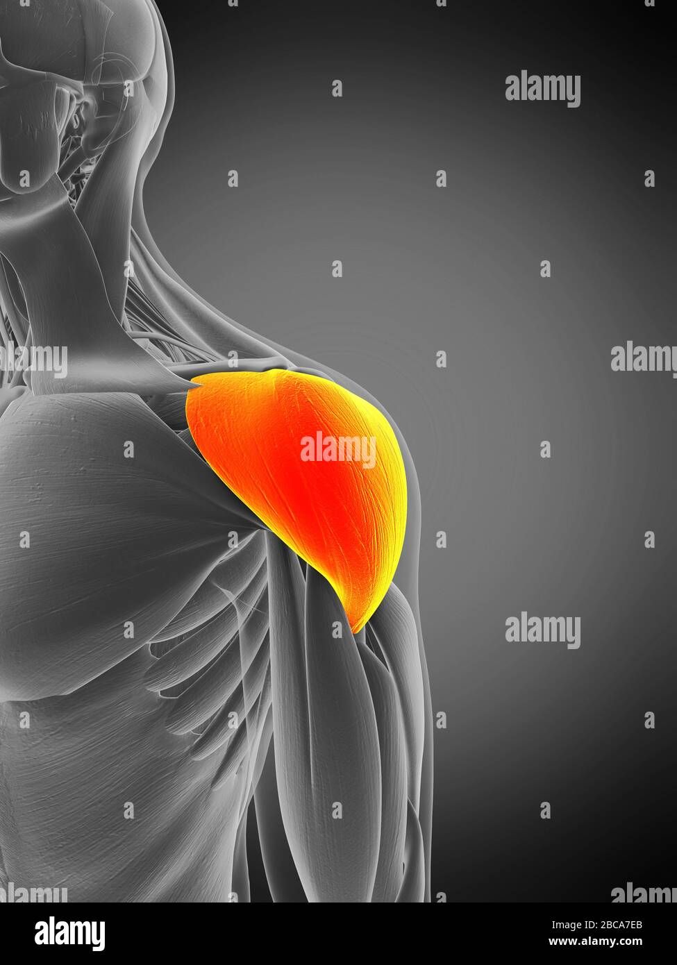 Illustration deltoid muscle anatomy immagini e fotografie stock ad alta ...