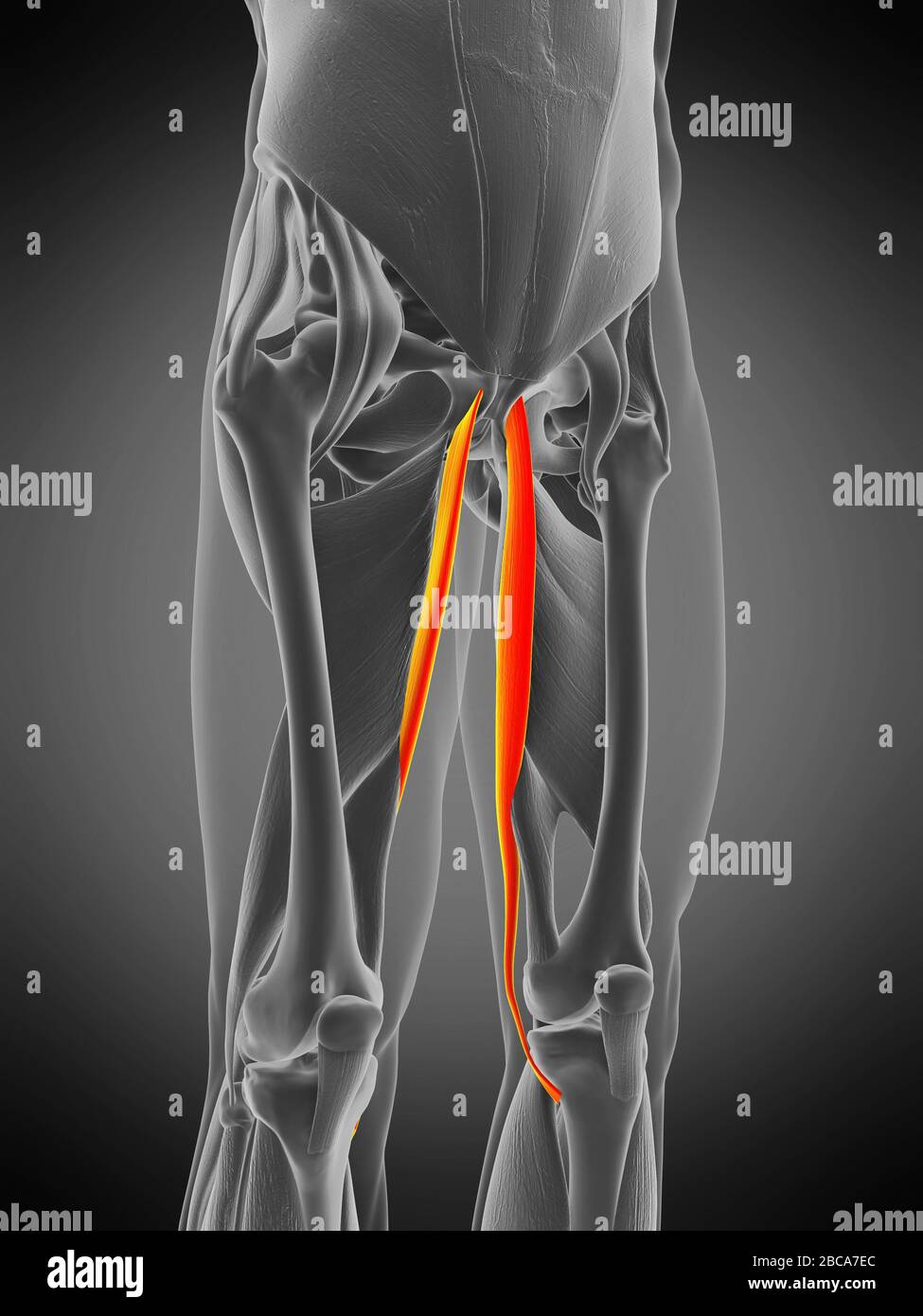 Muscolo gracile immagini e fotografie stock ad alta risoluzione - Alamy