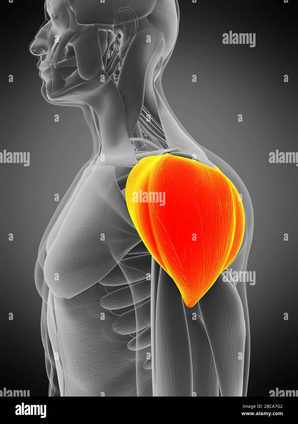 Illustration deltoid muscle anatomy immagini e fotografie stock ad alta ...