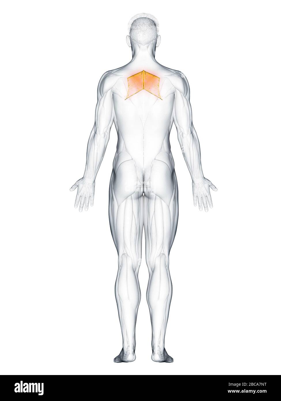 Muscolo romboide immagini e fotografie stock ad alta risoluzione - Alamy