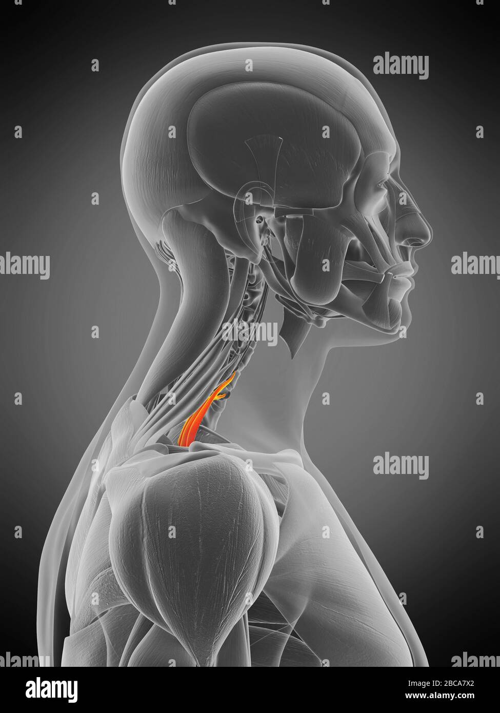 Posterior scalene immagini e fotografie stock ad alta risoluzione - Alamy