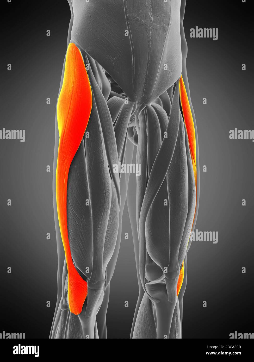 Muscolo tensore della fascia lata immagini e fotografie stock ad alta ...