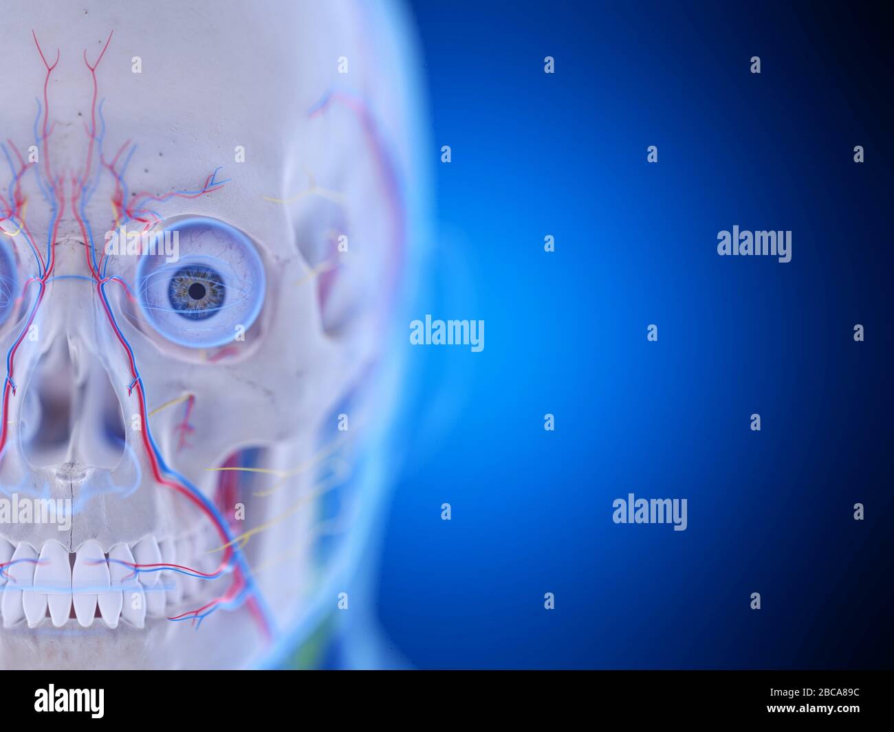 Human body internal organs head immagini e fotografie stock ad alta ...