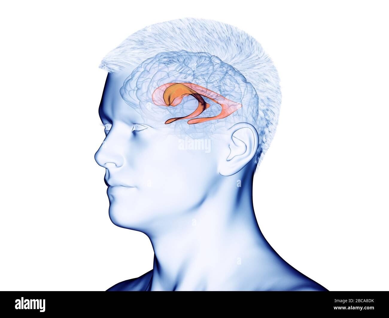 Lateral ventricle immagini e fotografie stock ad alta risoluzione - Alamy