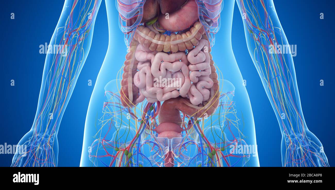 Organi addominali donna anatomia immagini e fotografie stock ad alta ...