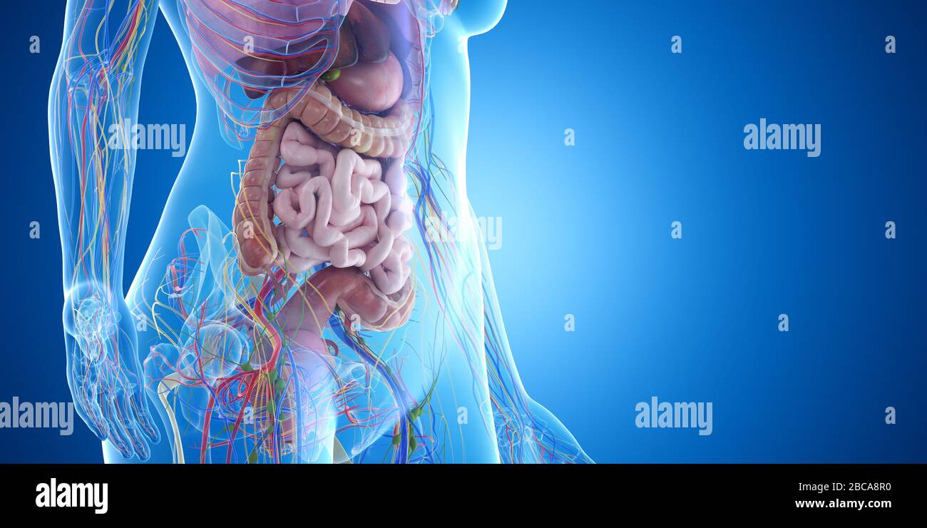 Organi addominali immagini e fotografie stock ad alta risoluzione - Alamy