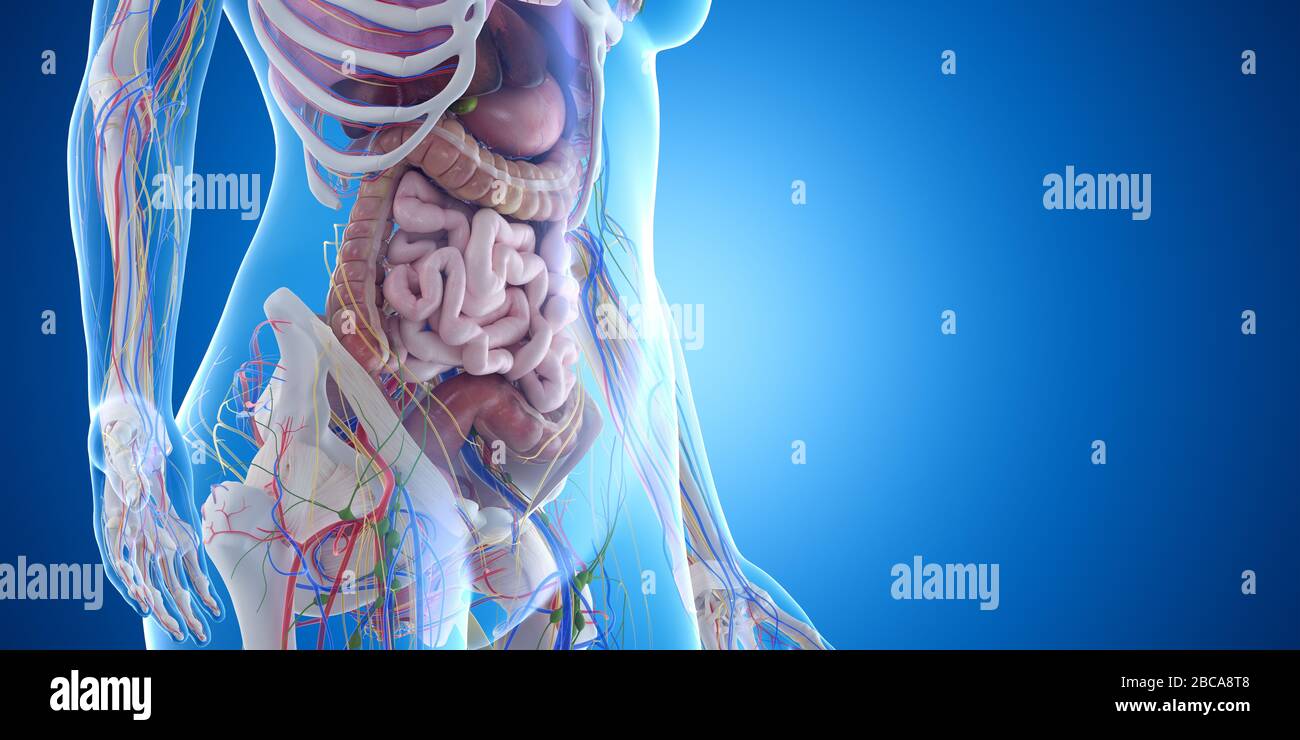 Organi addominali donna anatomia immagini e fotografie stock ad alta ...