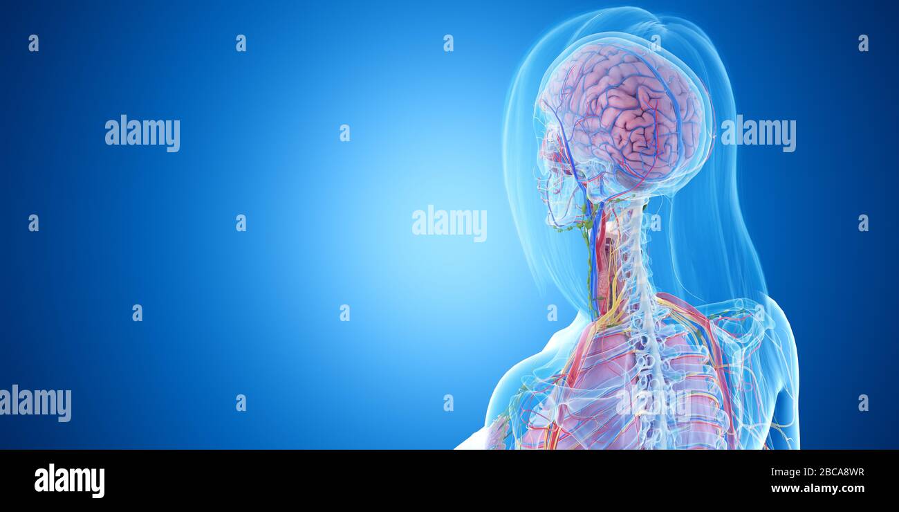 Human body internal organs head immagini e fotografie stock ad alta ...