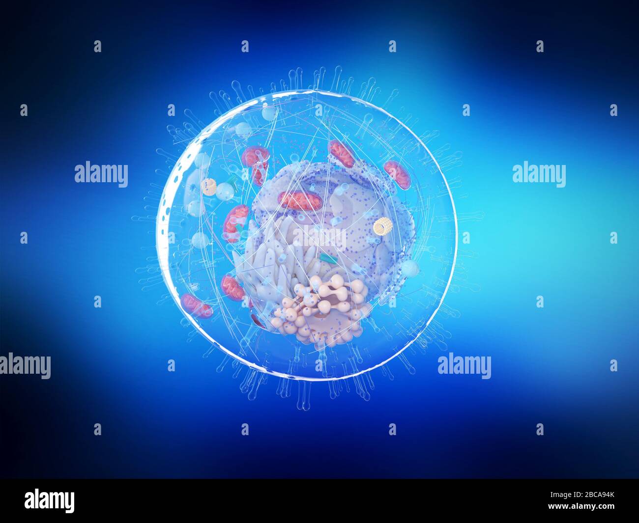 Anatomia cellebrare immagini e fotografie stock ad alta risoluzione - Alamy