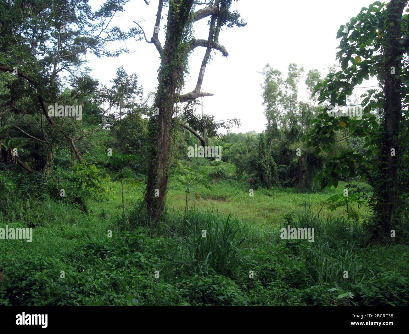Clima equatoriale immagini e fotografie stock ad alta risoluzione - Alamy