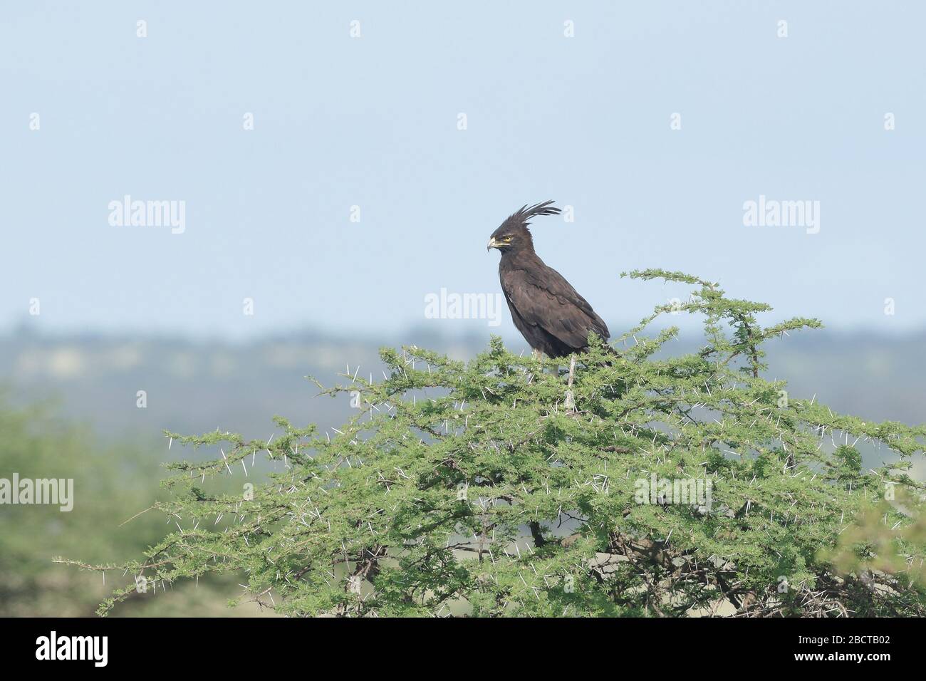 L'aquila a cresta lunga è un uccello africano della preda. Come tutte ...