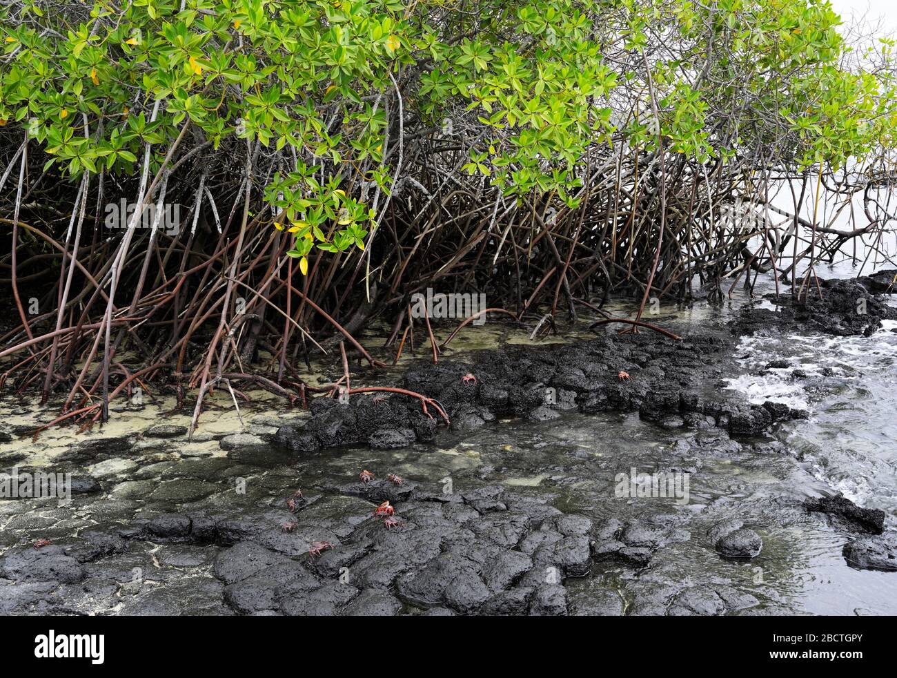 Mangrove tree roots rhizophora mangle immagini e fotografie stock ad ...