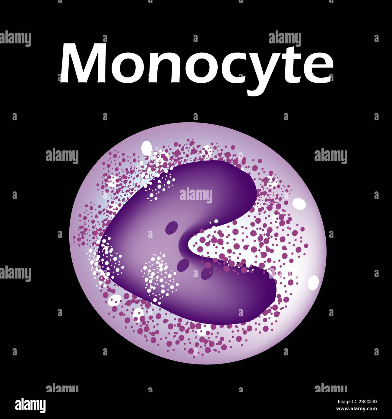 La struttura del monocita. Monociti cellule ematiche. Macrofago ...