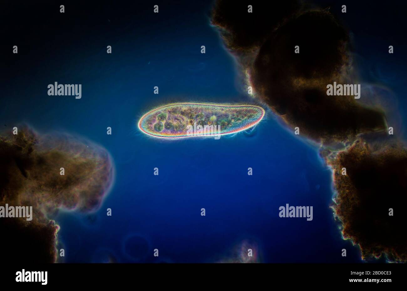 Protozoi ciliati immagini e fotografie stock ad alta risoluzione - Alamy