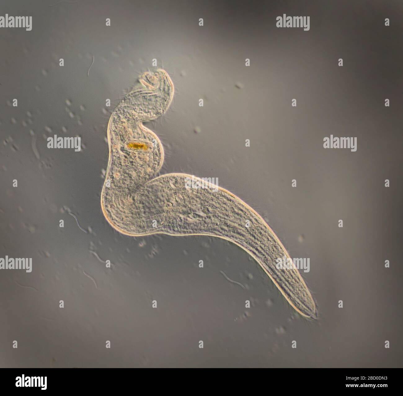 Protozoi ciliati immagini e fotografie stock ad alta risoluzione - Alamy