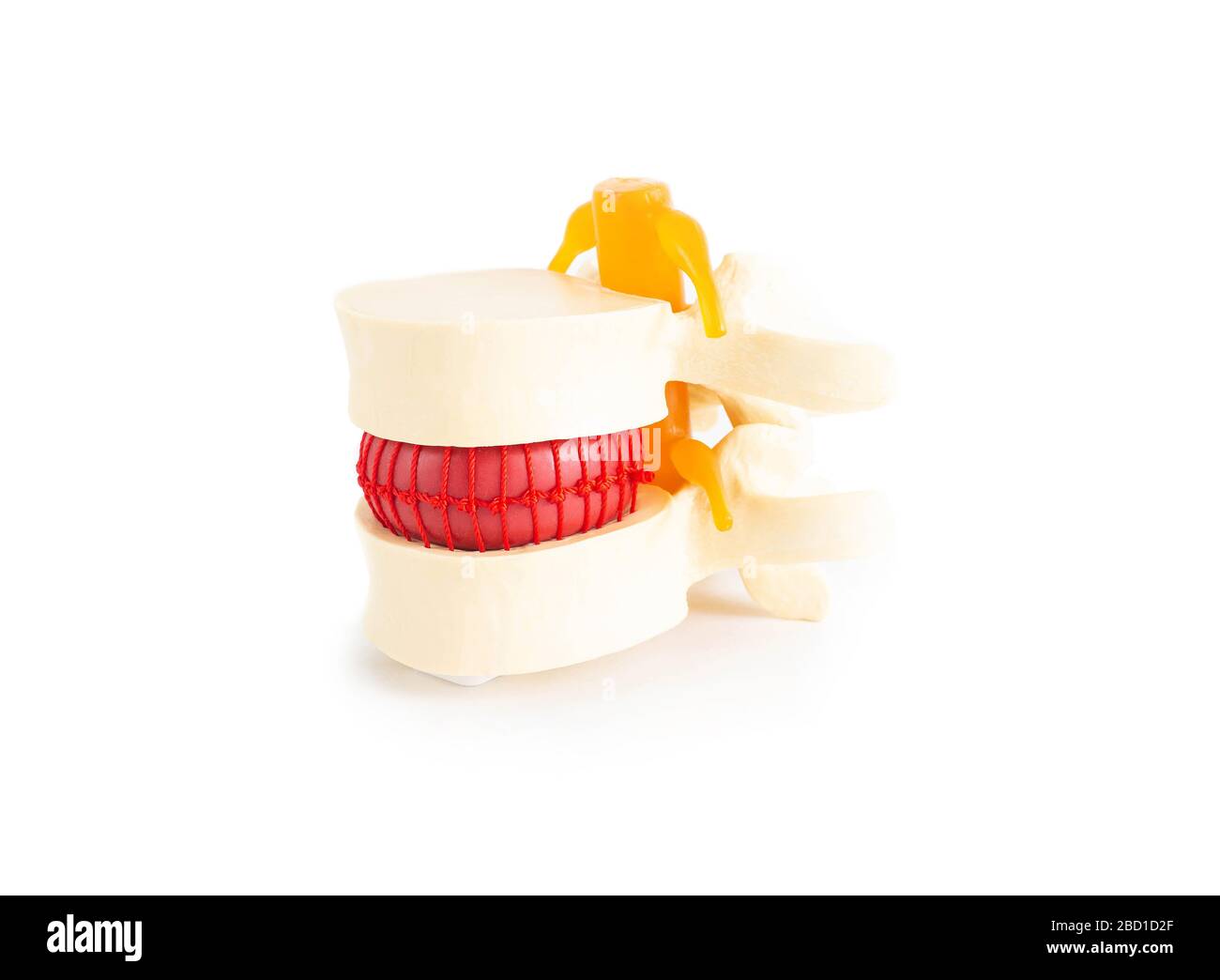 Modelo de la columna vertebral Immagini senza sfondo e Foto Stock ...