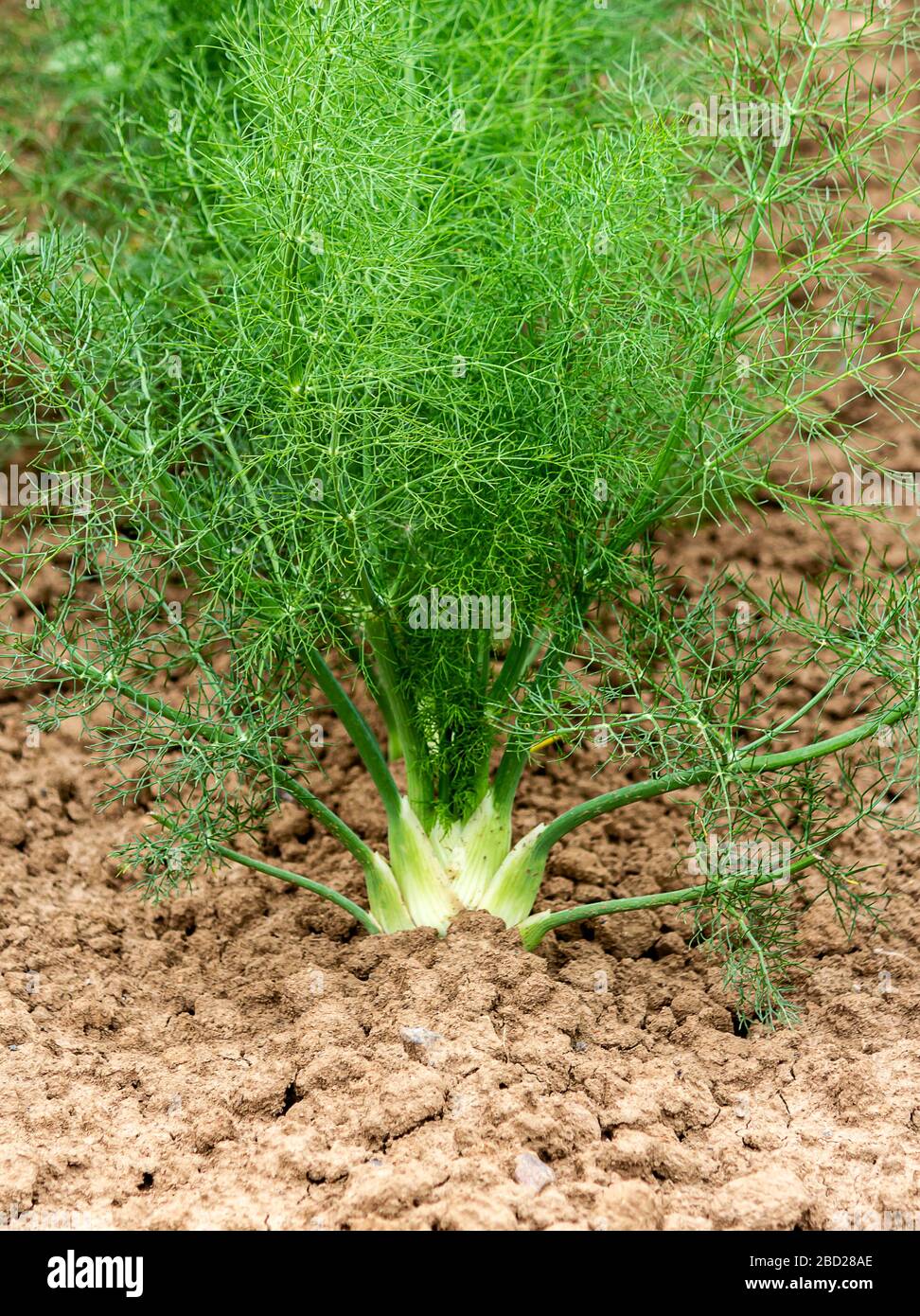 Pianta di finocchio immagini e fotografie stock ad alta risoluzione - Alamy