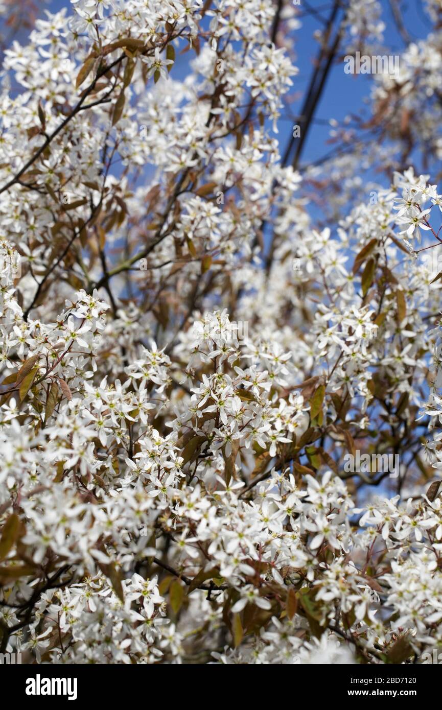 Amelanchier lamarckii snowy mespilus immagini e fotografie stock ad ...