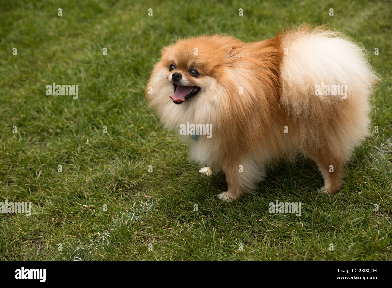 Volpino cane immagini e fotografie stock ad alta risoluzione - Alamy