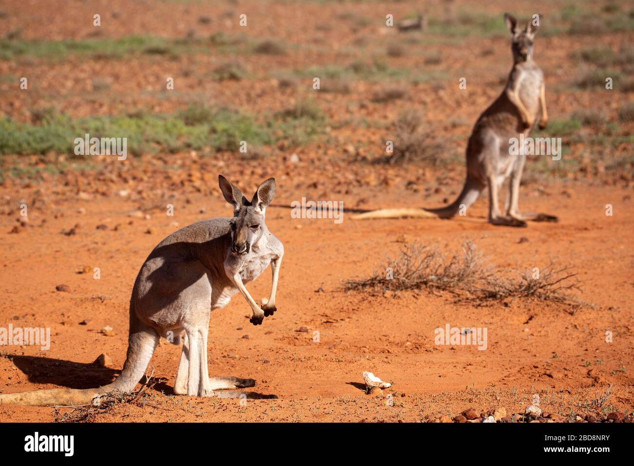 Canguri nel deserto australiano immagini e fotografie stock ad alta ...