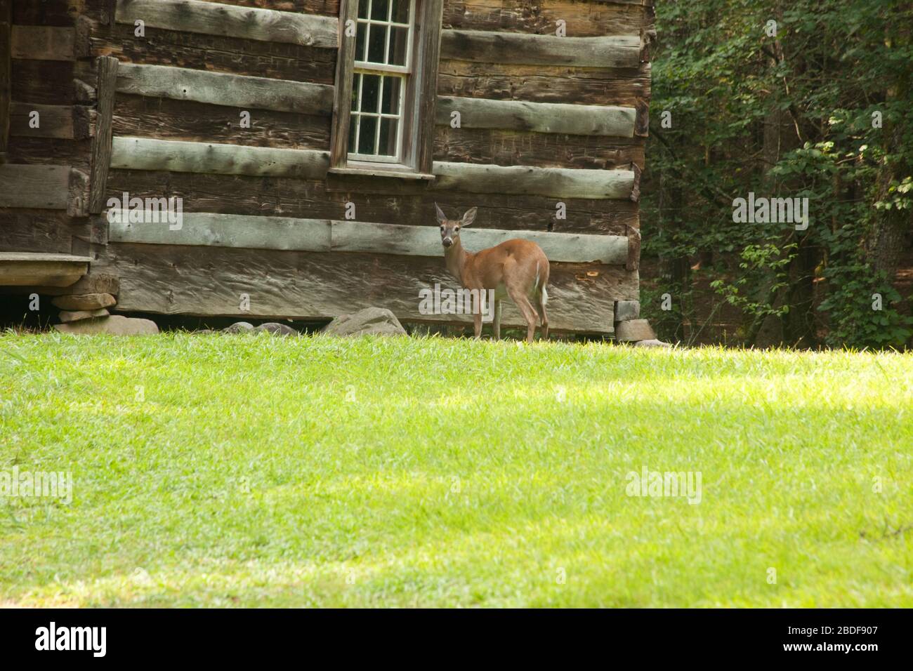 Cabina del parco dei cervi immagini e fotografie stock ad alta ...