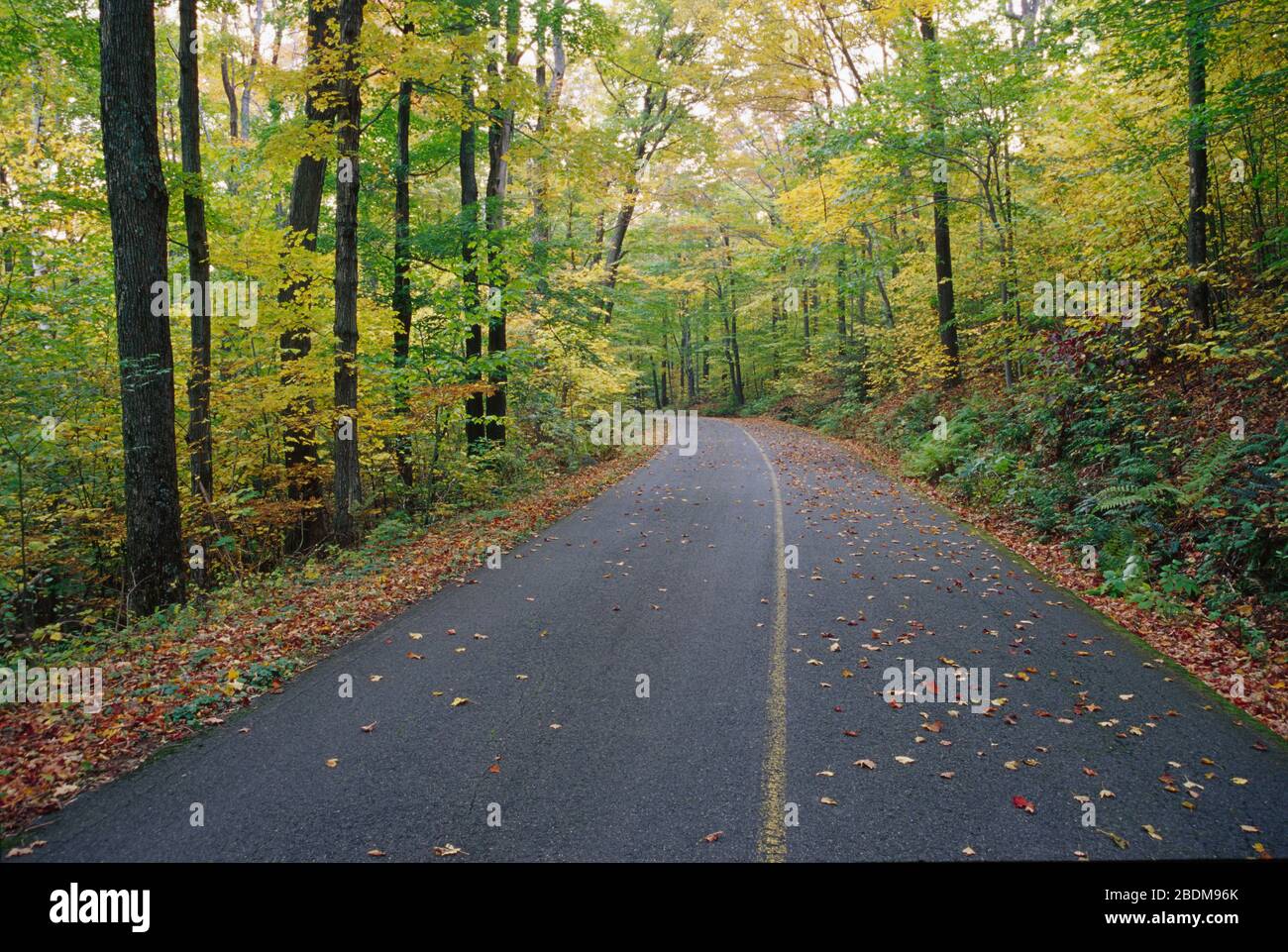 Montare la riserva di stato greylock immagini e fotografie stock ad ...