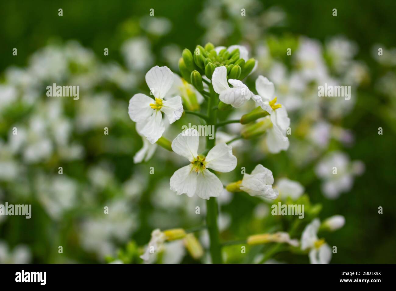 Rafano infestante immagini e fotografie stock ad alta risoluzione - Alamy