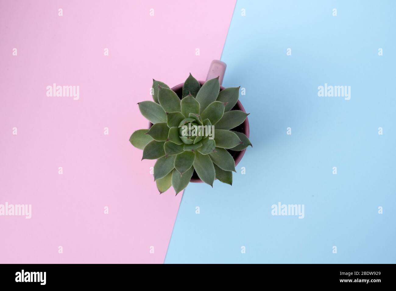 Pianta in vaso blu immagini e fotografie stock ad alta risoluzione - Alamy