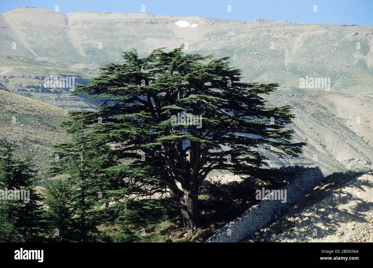 Mio dio immagini e fotografie stock ad alta risoluzione - Alamy