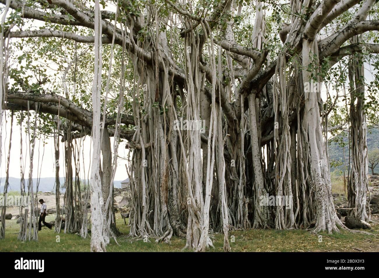 Ficus bengalensis banyan tree immagini e fotografie stock ad alta ...