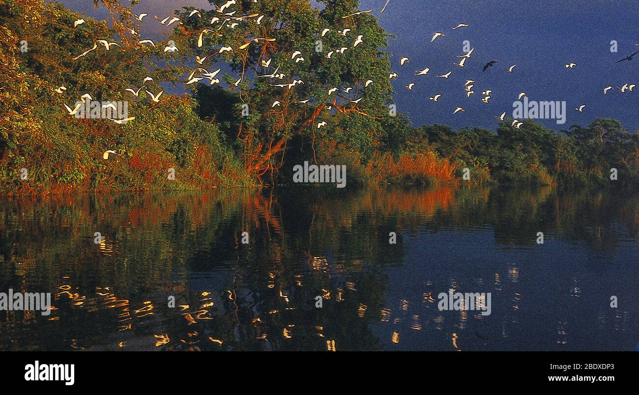 Aironi veri o tipici immagini e fotografie stock ad alta risoluzione ...