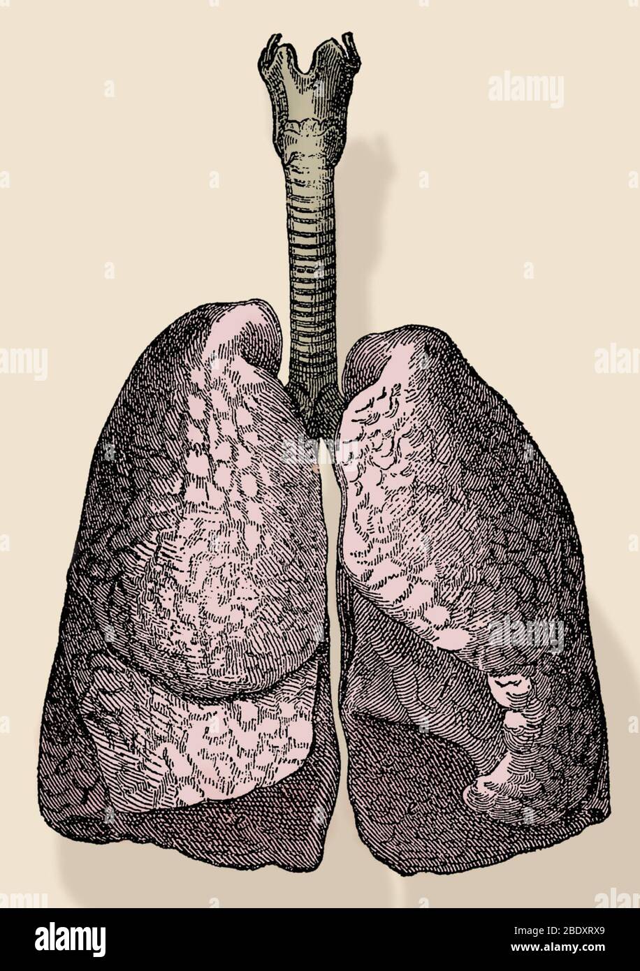 Alveoli dei polmoni umani immagini e fotografie stock ad alta ...