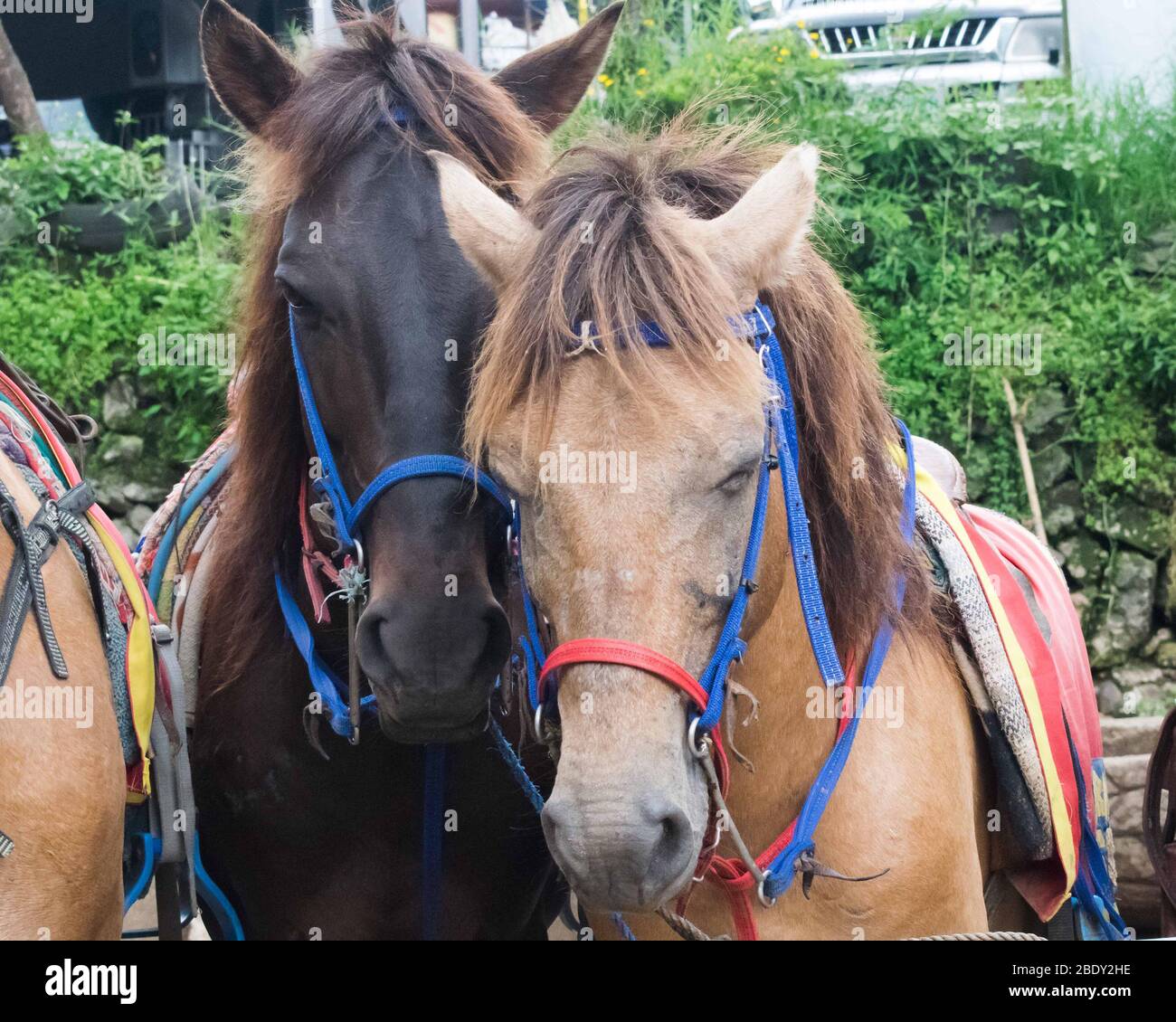 Baguio wright park immagini e fotografie stock ad alta risoluzione - Alamy