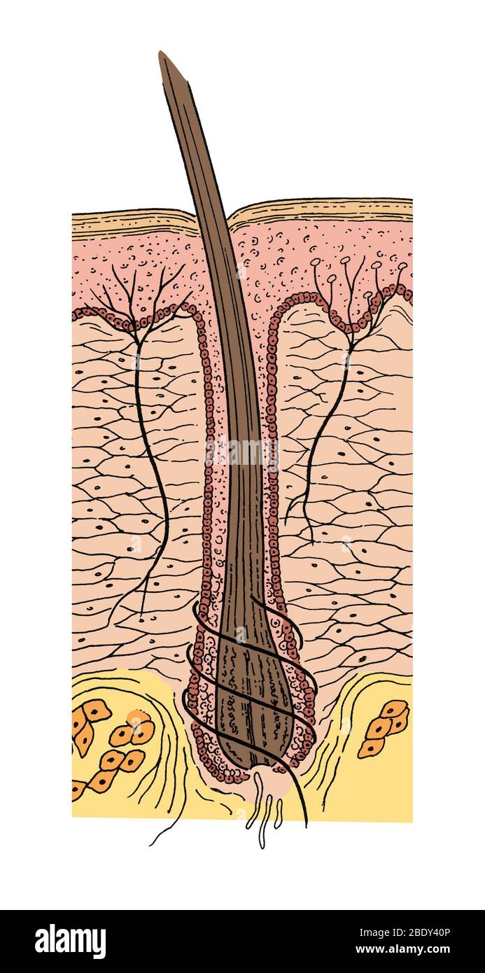 Pelle Anatomia Immagini e Fotos Stock - Alamy
