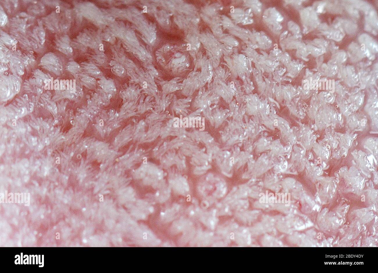 Anatomia lingua immagini e fotografie stock ad alta risoluzione - Alamy