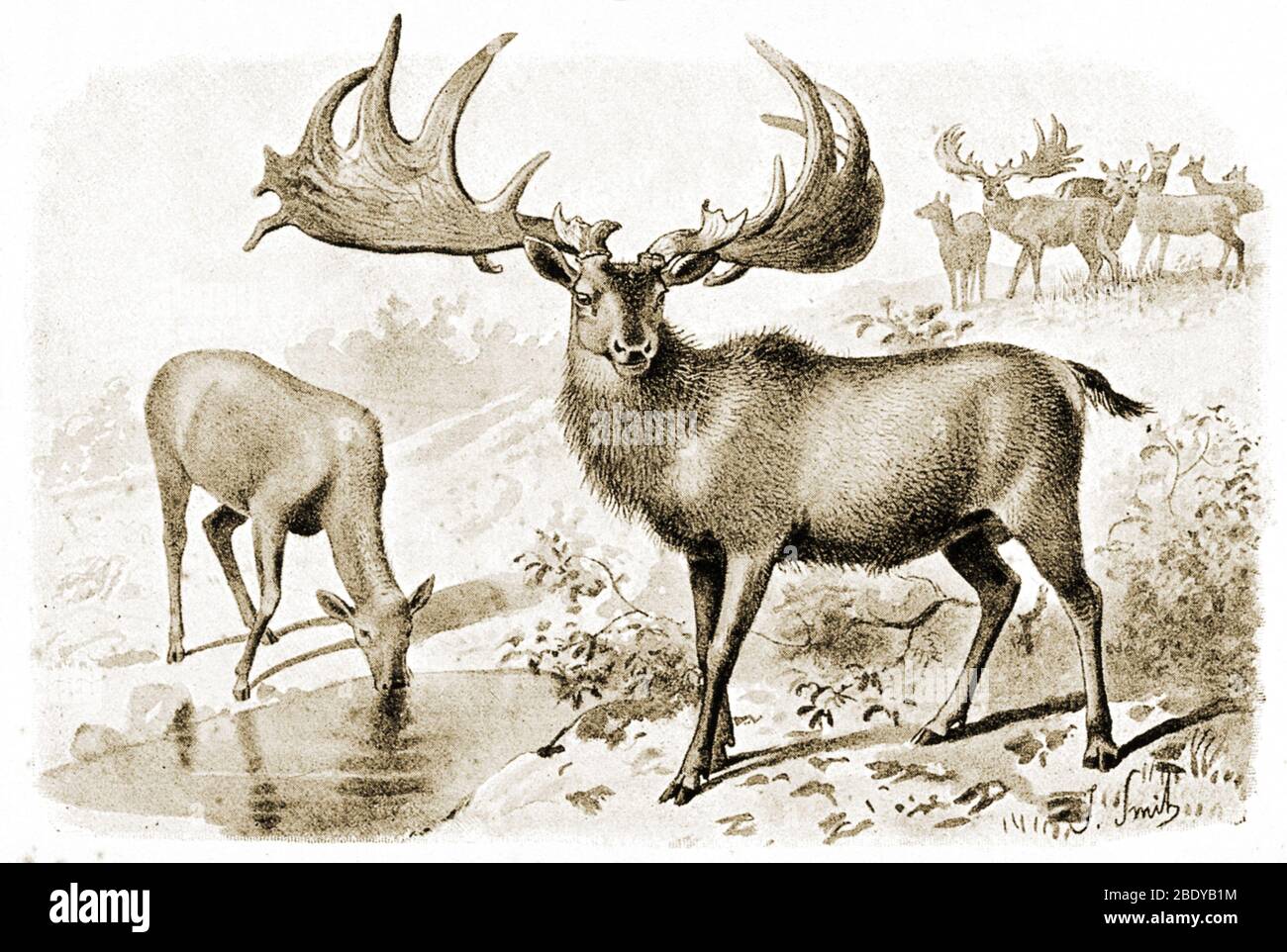 Megaloceros giganteus immagini e fotografie stock ad alta risoluzione ...