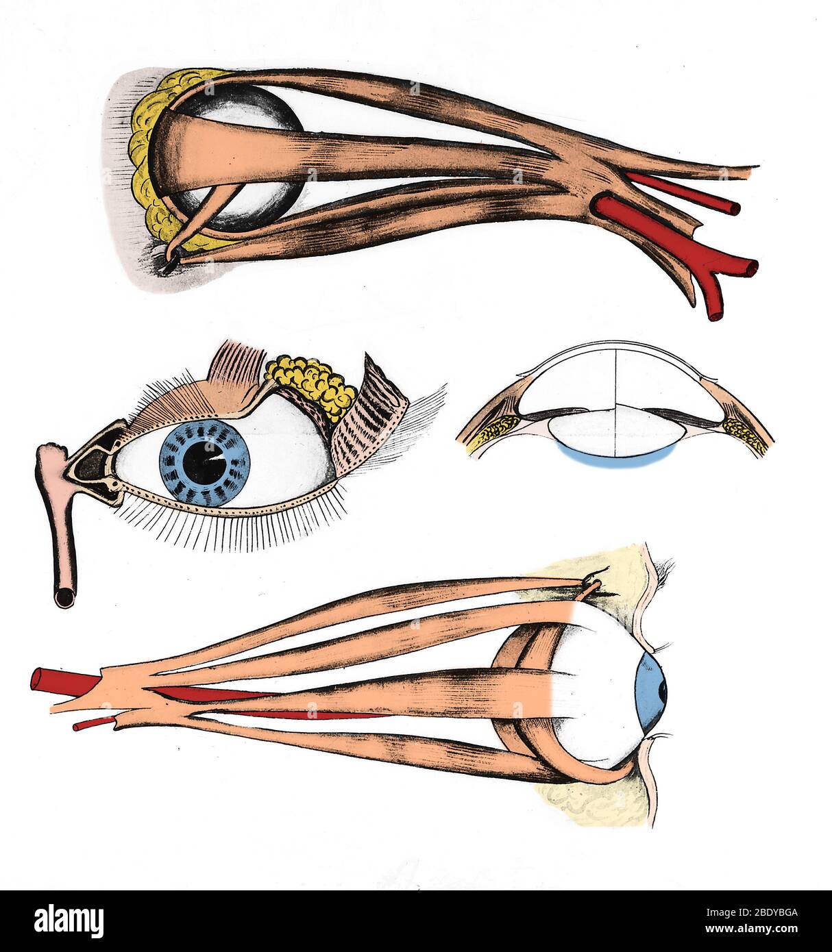 Anatomia muscoli immagini e fotografie stock ad alta risoluzione - Alamy