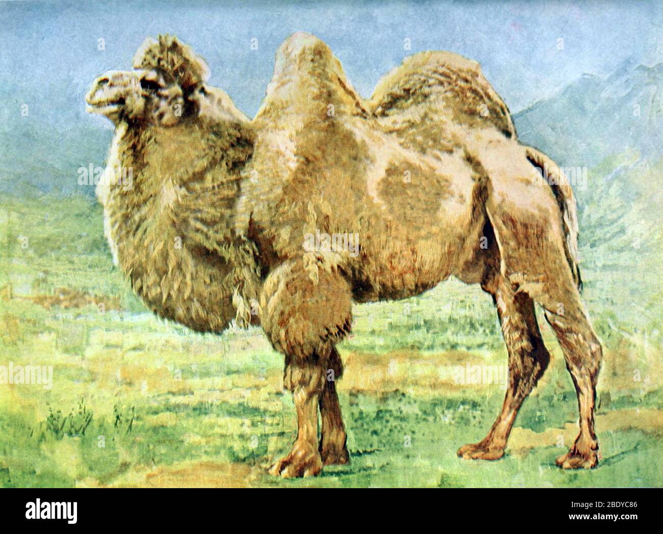 Due gobbe di cammello immagini e fotografie stock ad alta risoluzione ...