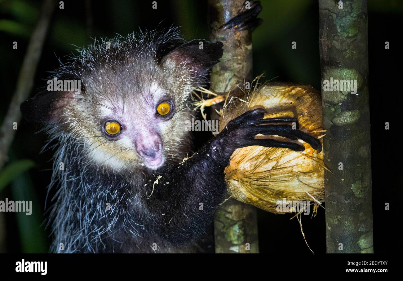 Aye animale immagini e fotografie stock ad alta risoluzione - Alamy