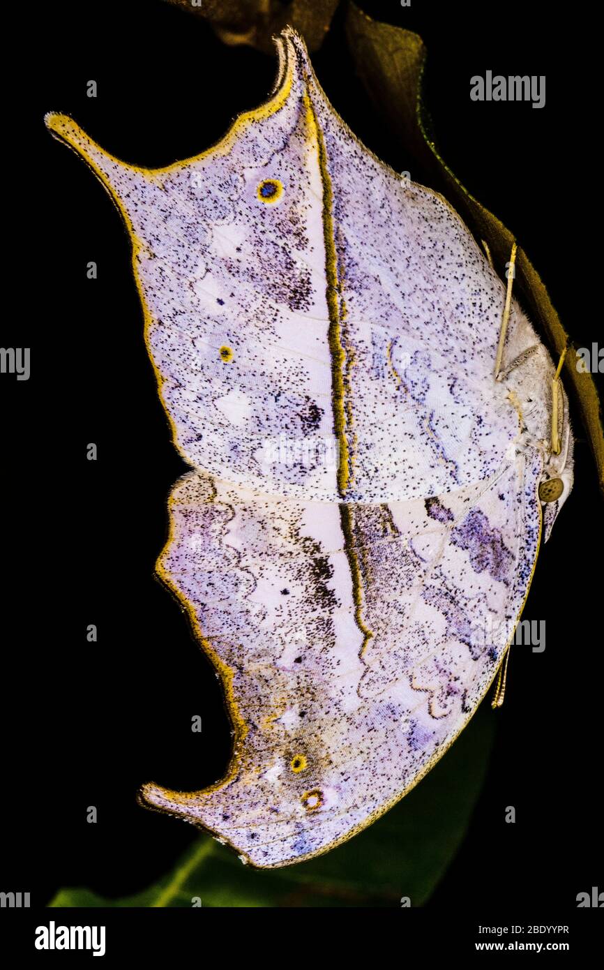 Animale madagascar immagini e fotografie stock ad alta risoluzione - Alamy