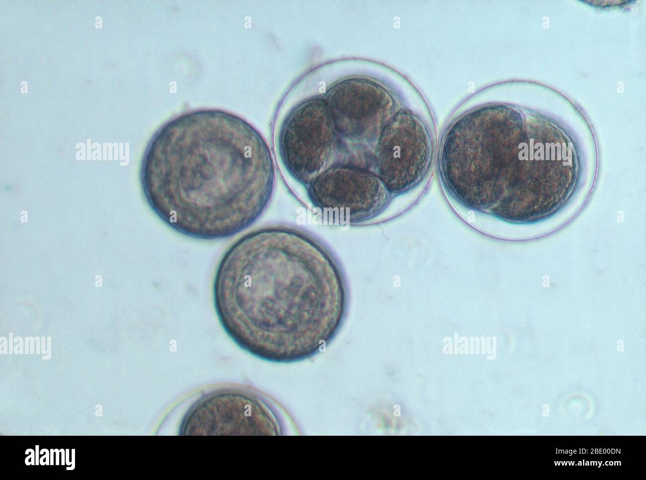 Fasi Embrionali Immagini e Fotos Stock - Alamy