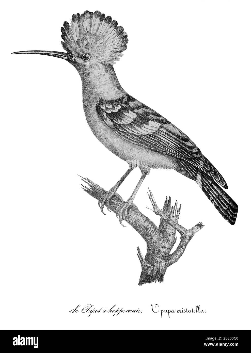 Upupa africana upupa epops africana immagini e fotografie stock ad alta ...