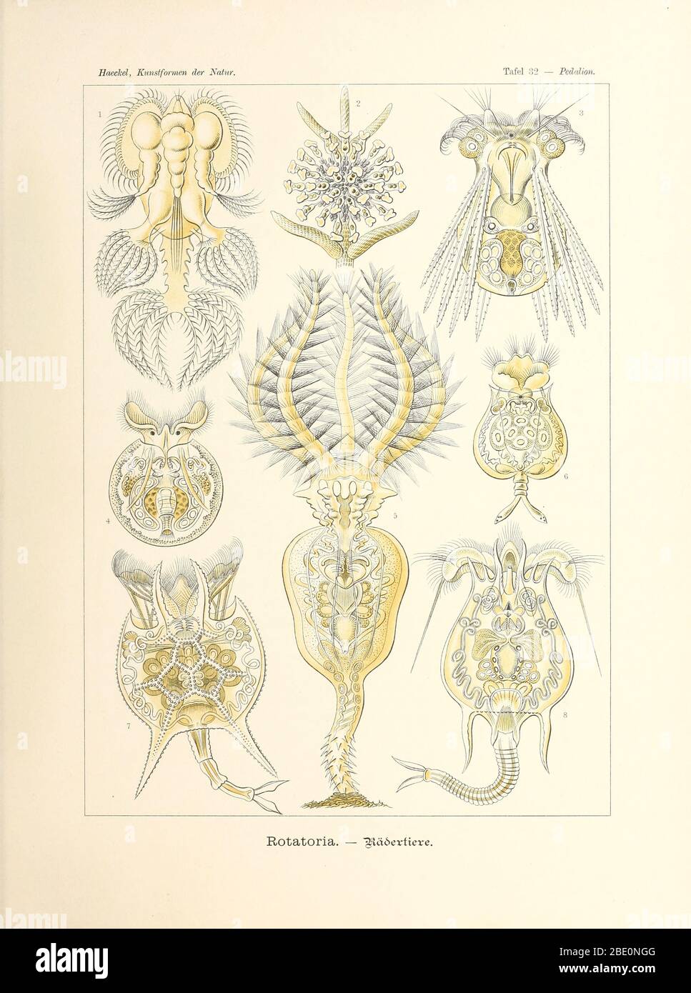 Polyarthra platyptera immagini e fotografie stock ad alta risoluzione ...
