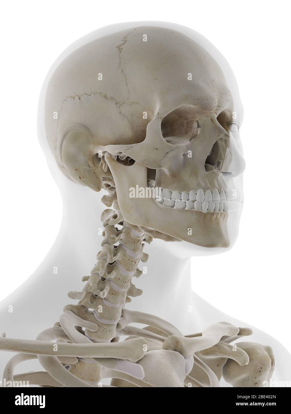 Anatomia del cranio immagini e fotografie stock ad alta risoluzione - Alamy