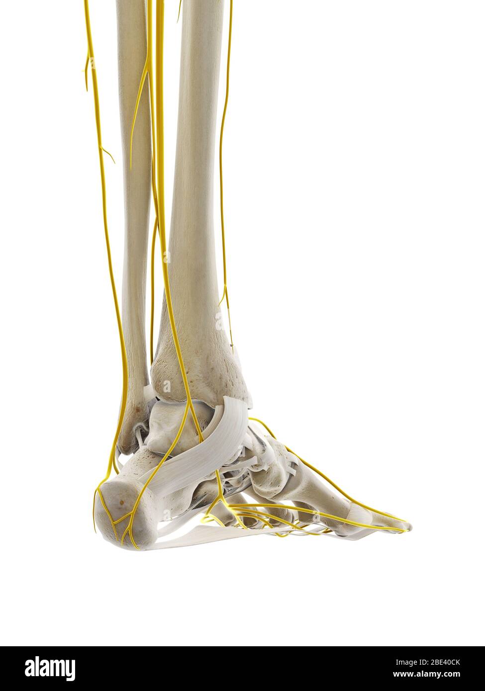 Nervi del corpo umano anatomia articolare nervoso immagini e fotografie ...