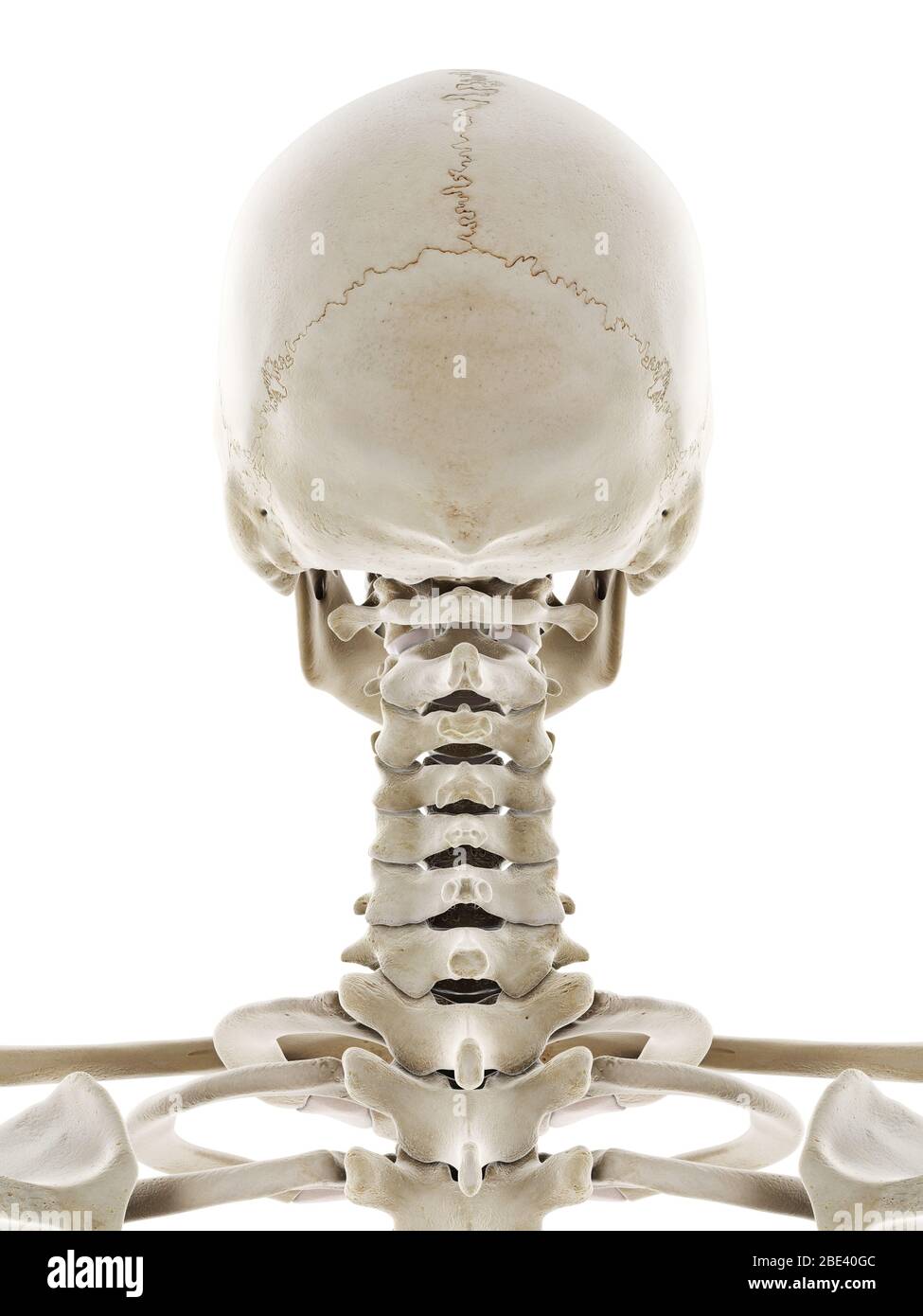 Testa scheletrica immagini e fotografie stock ad alta risoluzione - Alamy