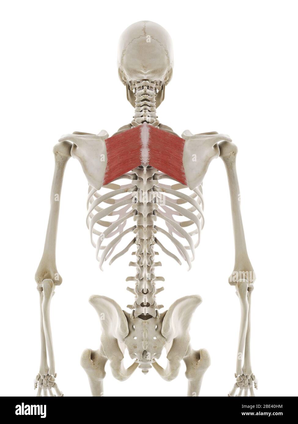 Muscolo romboide immagini e fotografie stock ad alta risoluzione - Alamy