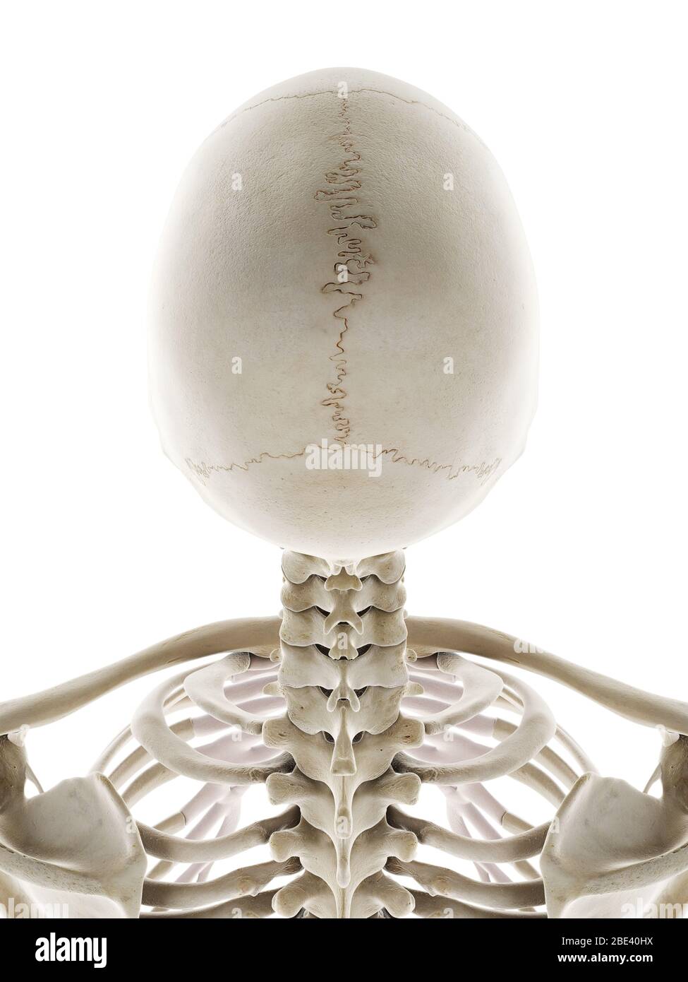 Testa scheletrica immagini e fotografie stock ad alta risoluzione - Alamy